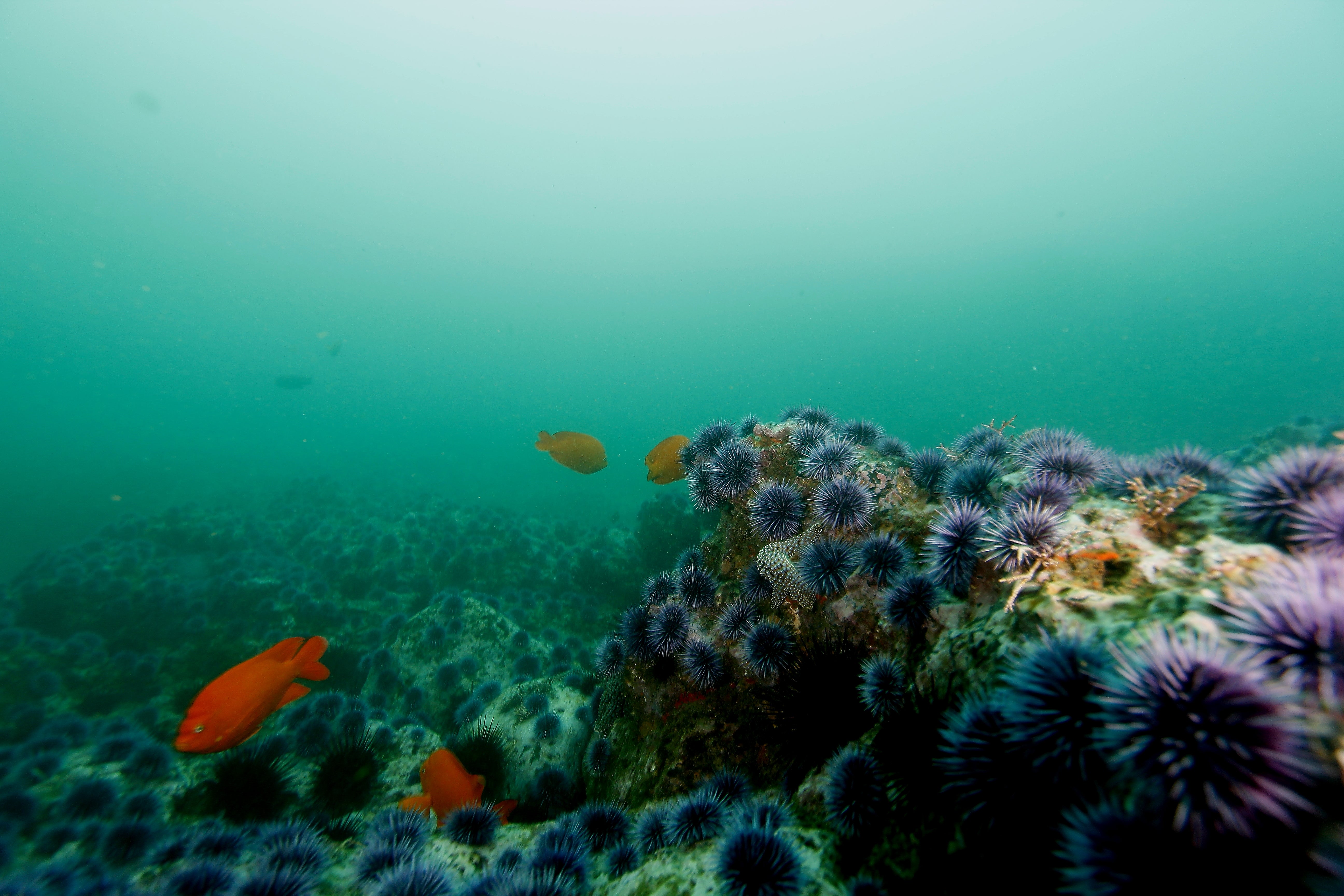 Nixon x SeaTrees Giving Tuesday 2022 – Nixon US